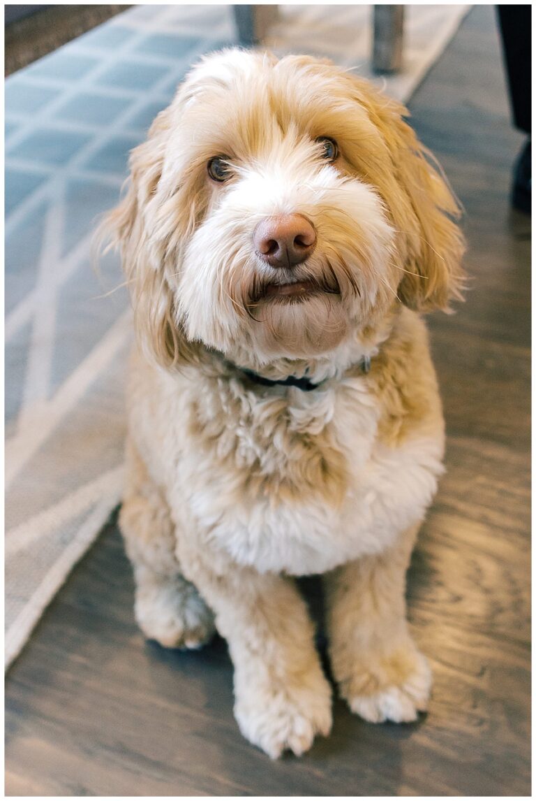 Meadowbrook Country Club | Detroit Wedding Photographer - kaylabouren.com